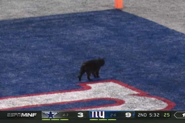 Animals causing chaos -2 - Thunder Dungeon | The Funniest Memes. Period.