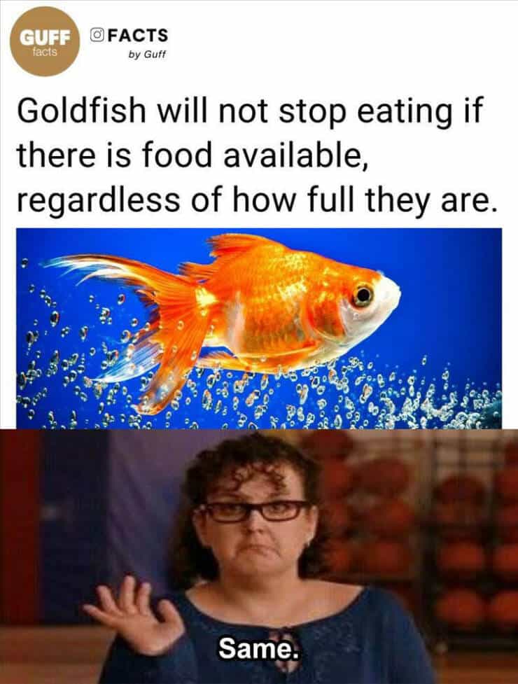 Funny Goldfish Meme