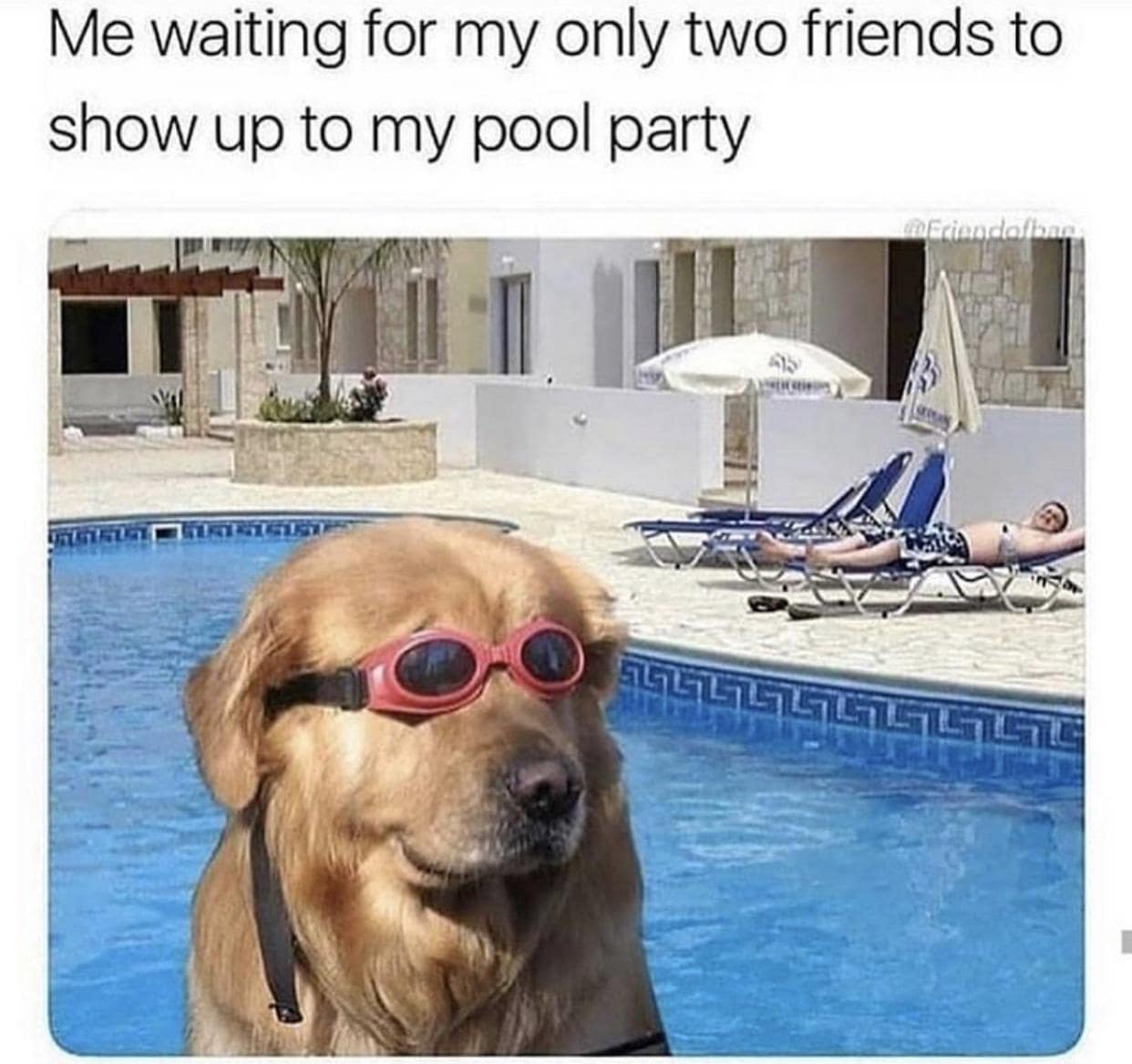 Dog Swimming Funny Meme