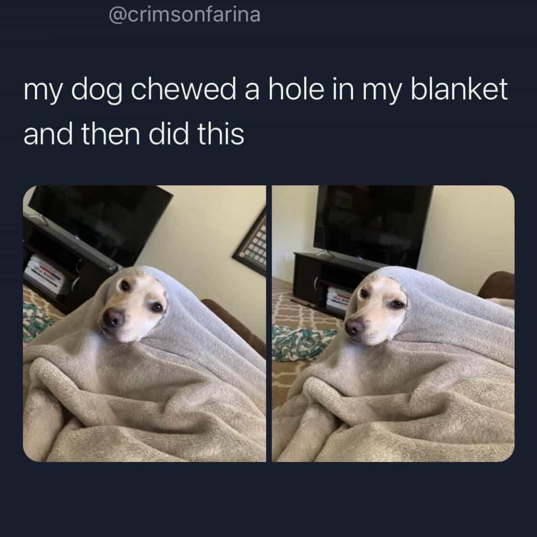Daily funny memes-45-09-02-2022 - Thunder Dungeon | The Funniest Memes ...