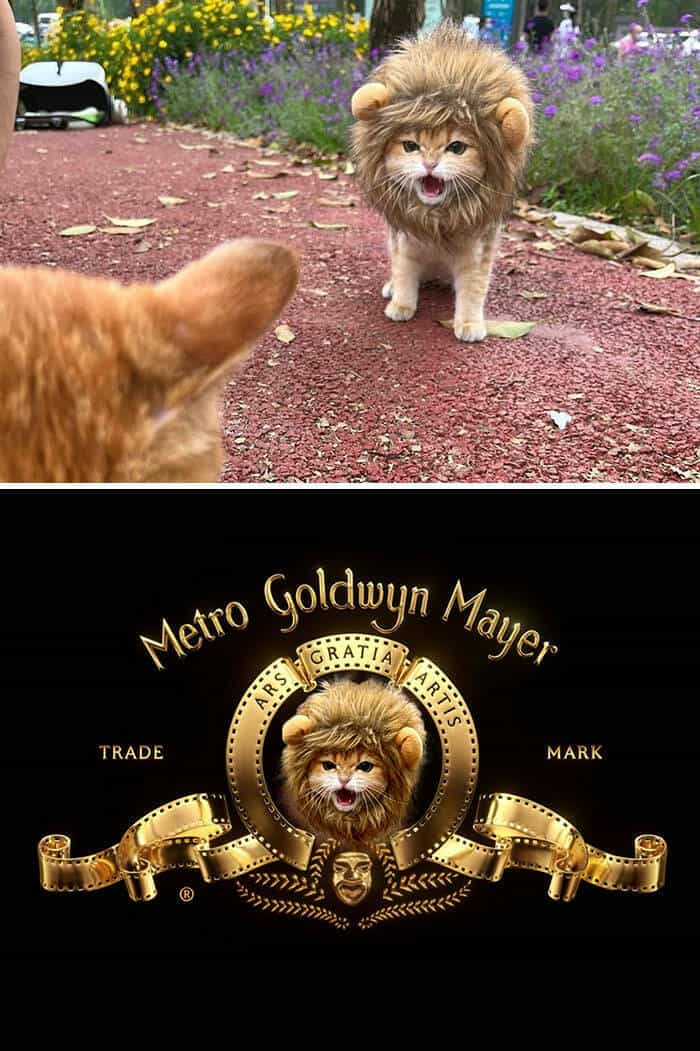 Photoshop Meme Funny