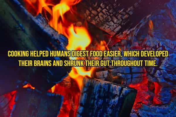 20 Culinary food facts that won't improve your cooking skills