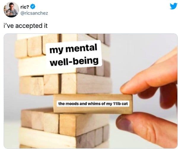 34 Pet related memes that are worthy of a cute chuckle