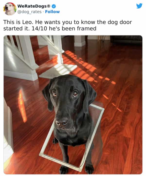 we rate dogs-22-09-10-2022 - Thunder Dungeon | The Funniest Memes. Period.