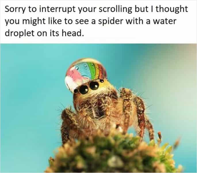 Natural memes-04-10-06-2022 - Thunder Dungeon | The Funniest Memes. Period.