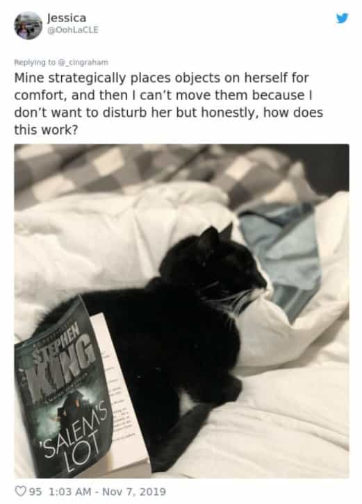 The World's Worst Cat: 30 Cats who might be in contention