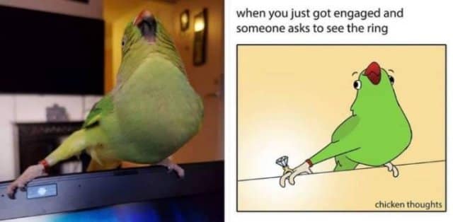 funny bird memes-1-20230208 - Thunder Dungeon | The Funniest Memes. Period.