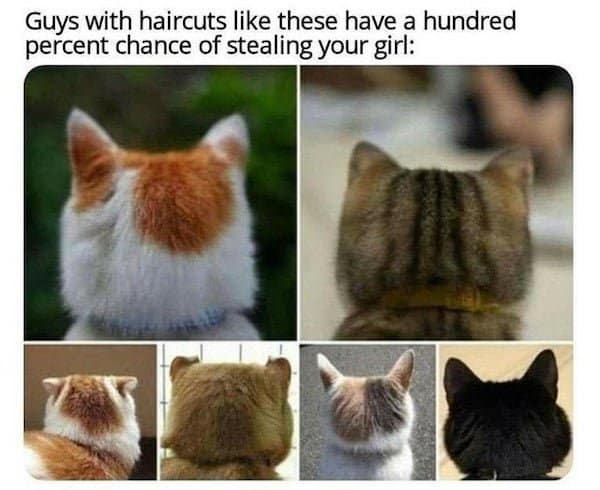 30 Of the most finicky cat memes for the cat owners and fans