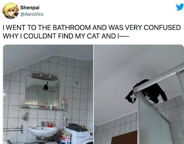 30 Of the most finicky cat memes for the cat owners and fans