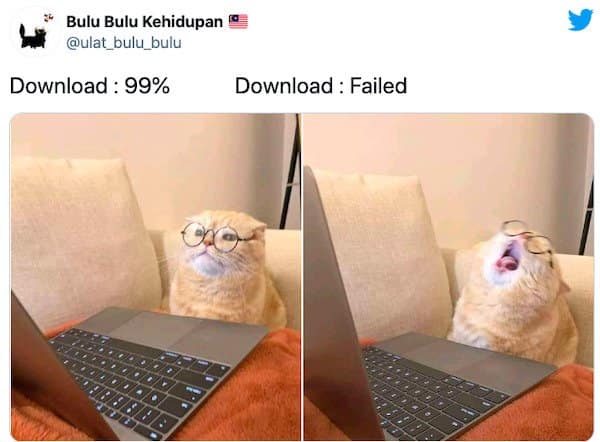 30 Of the most finicky cat memes for the cat owners and fans