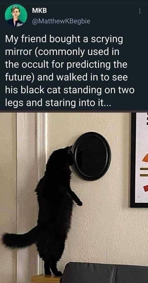 30 Of the most finicky cat memes for the cat owners and fans