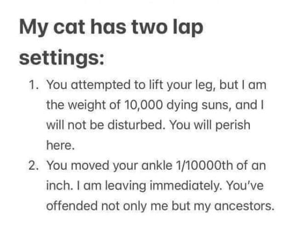 30 Of the most finicky cat memes for the cat owners and fans