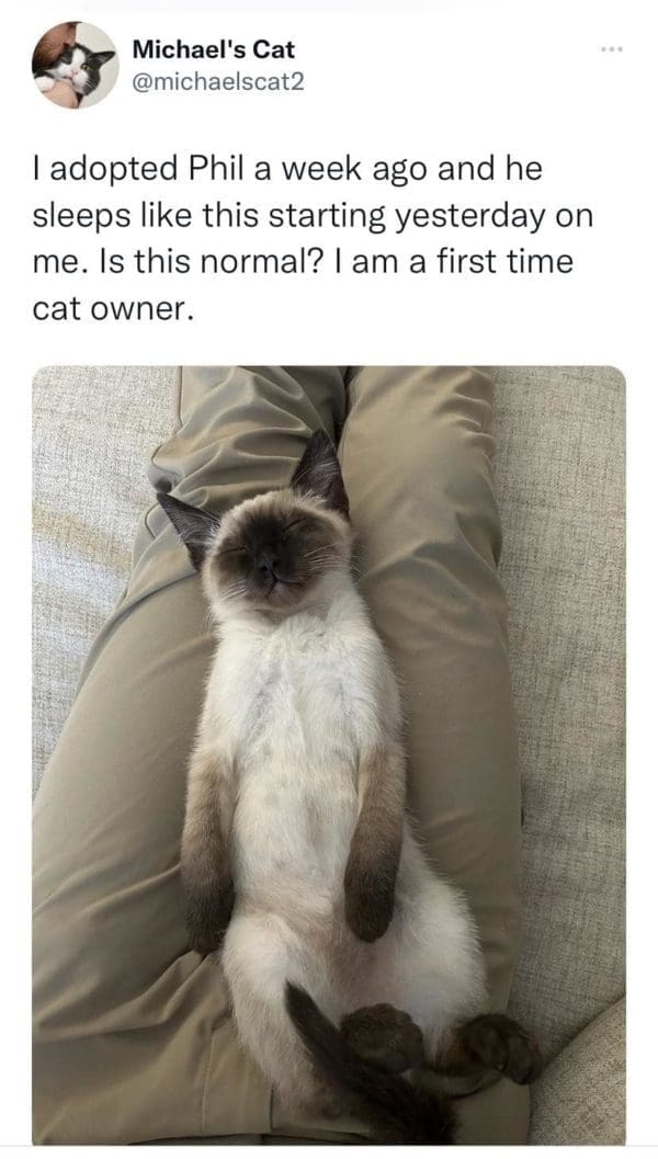 30 Of the most finicky cat memes for the cat owners and fans