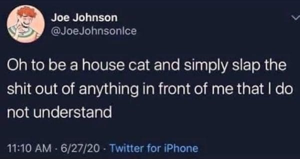 30 Of the most finicky cat memes for the cat owners and fans
