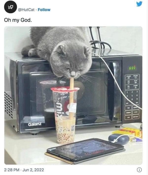 30 Of the most finicky cat memes for the cat owners and fans