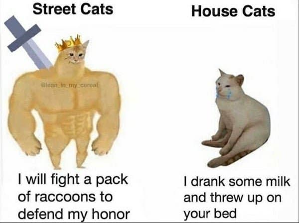 30 Of the most finicky cat memes for the cat owners and fans