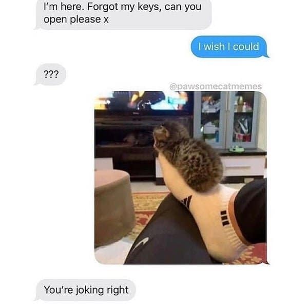 30 Of the most finicky cat memes for the cat owners and fans