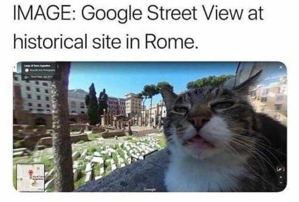 30 Animal Memes That Are the Cornerstone of the Internet