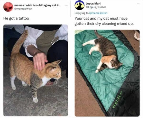 30 Animal Memes That Are the Cornerstone of the Internet