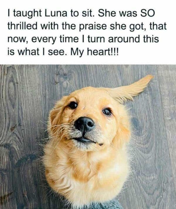 30 Animal Memes That Are the Cornerstone of the Internet