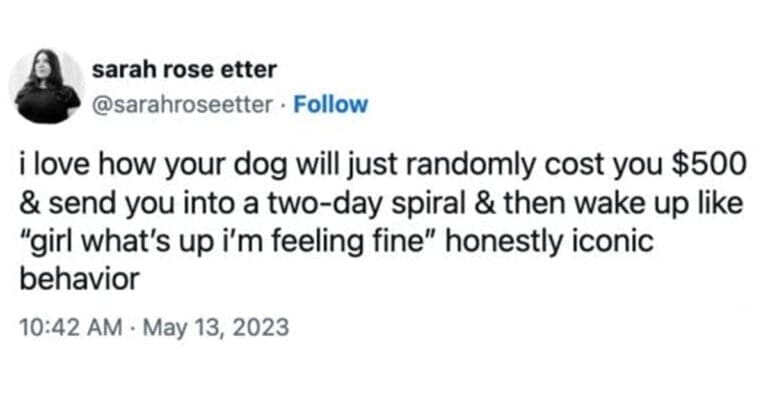 30 Funny Cat Memes and Dog Memes Celebrating Our Floofy Friends