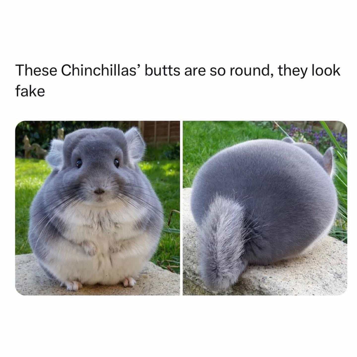 Funny Chinchilla Meme