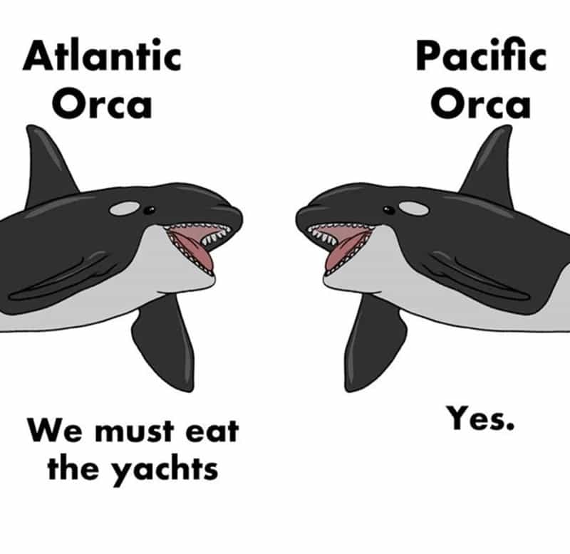 orca boat attack memes-21-6-29-2023 - Thunder Dungeon | The Funniest ...