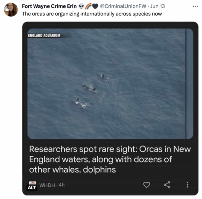 orca boat attack memes-32-6-29-2023 - Thunder Dungeon | The Funniest ...