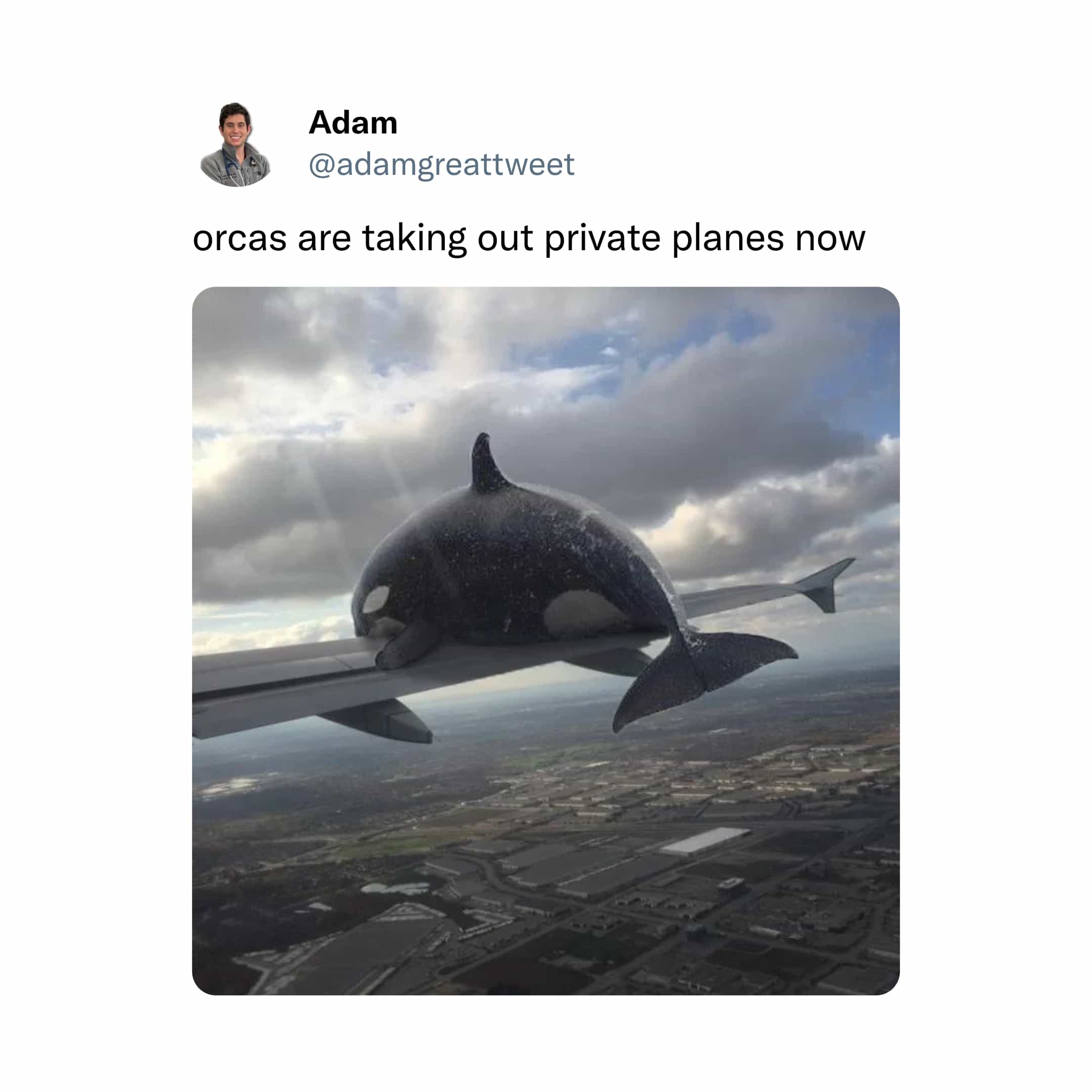 orca boat attack memes-33-6-29-2023 - Thunder Dungeon | The Funniest ...