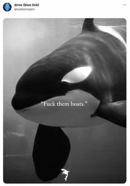 40 of the Funniest Orca Attacking Boats Memes Because Its 2023 and That ...