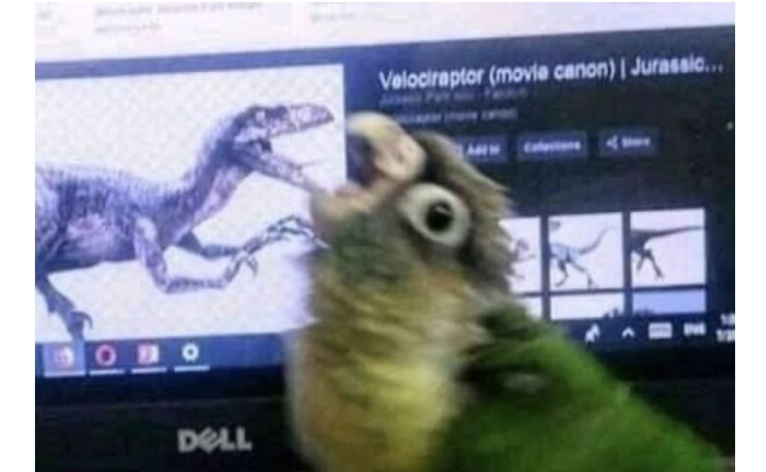 40 Bird Memes That You’ll Enjoy if You Believe They Are Real