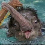 30 Derpy Animals who might have gone