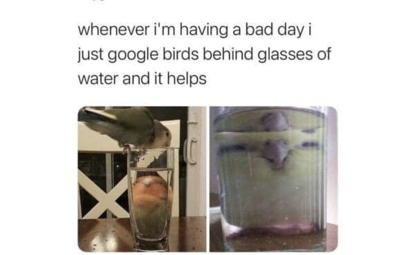 40 Bird Memes (If You Believe Birds Are Actually Real...)