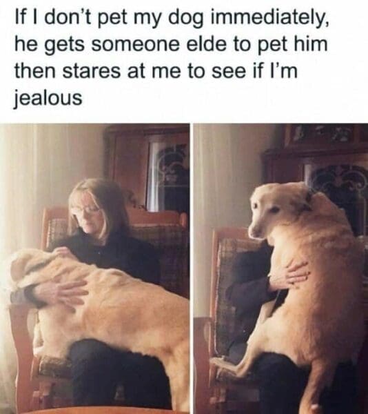 37 Dog Memes: Because the Internet Needed More Pawsitively Hilarious ...