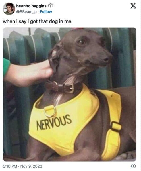 37 Dog Memes: Because the Internet Needed More Pawsitively Hilarious ...