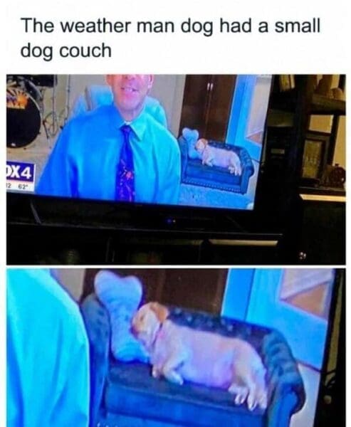 37 Dog Memes: Because the Internet Needed More Pawsitively Hilarious ...