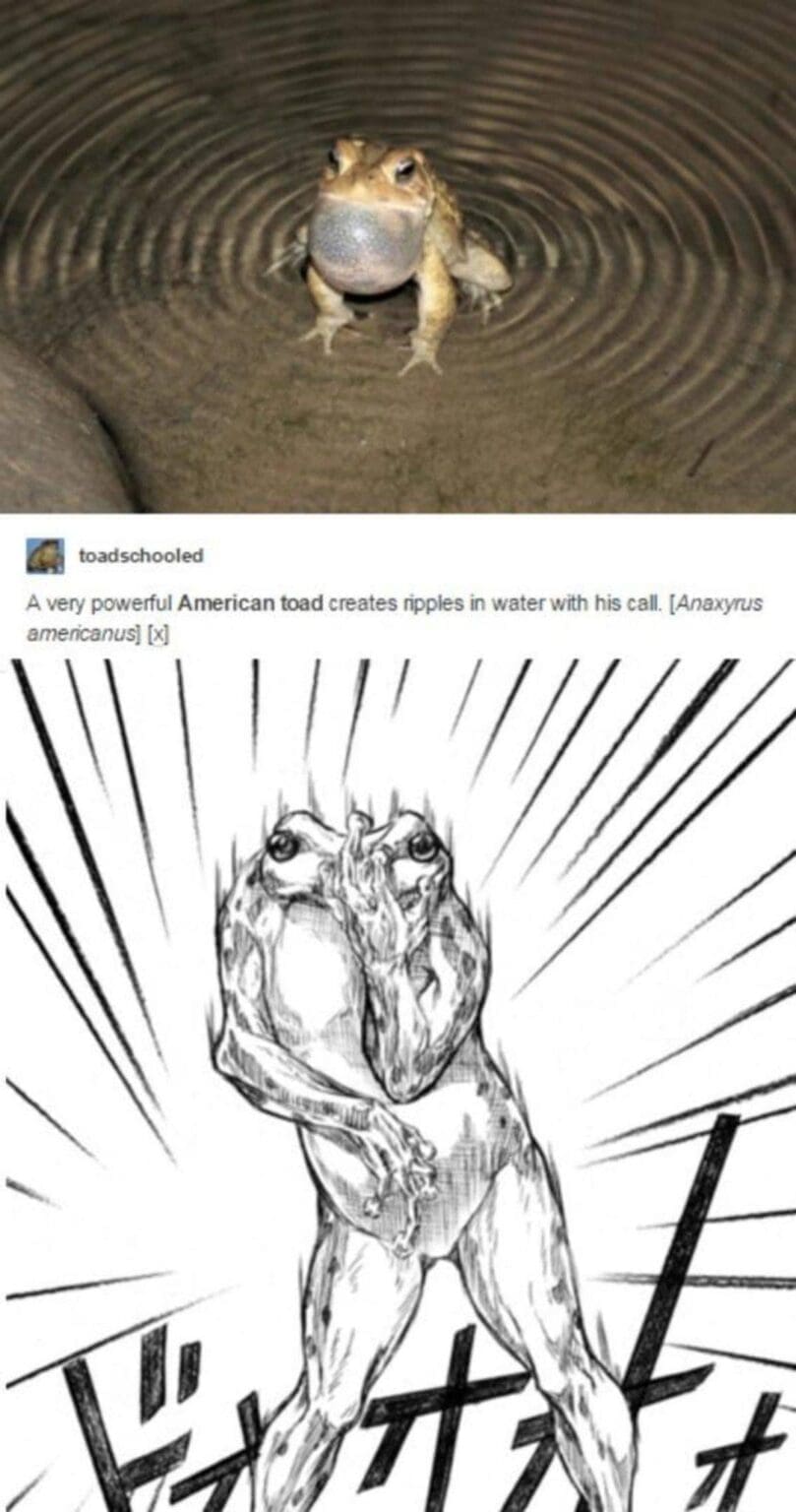 Frog Memes: 30 Memes That'll Croak You Up Instantly