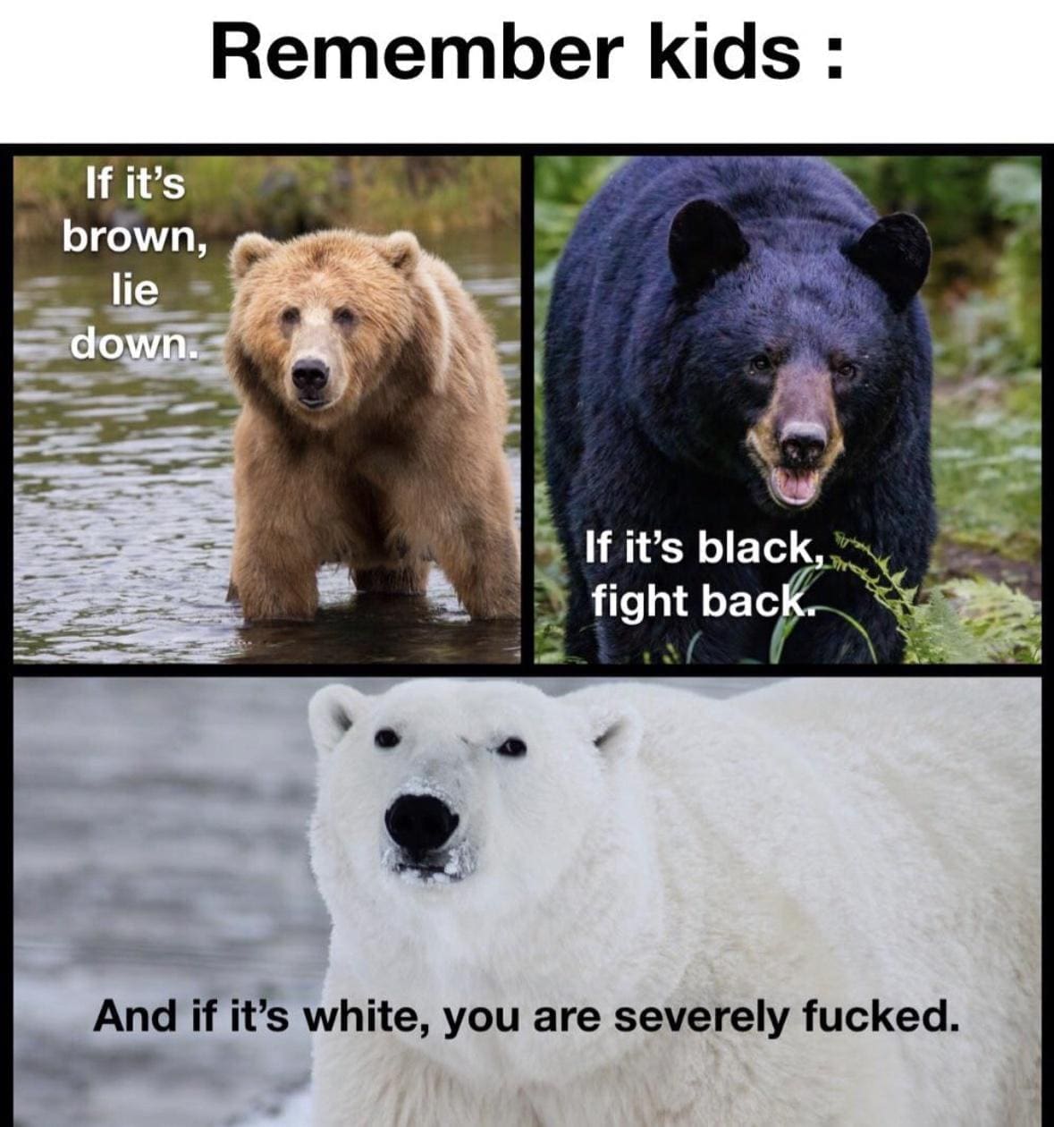 bear memes-18-1-15-2024 - Thunder Dungeon | The Funniest Memes. Period.