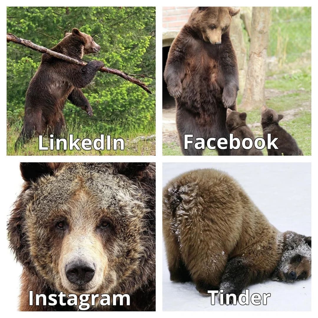 bear memes-19-1-15-2024 - Thunder Dungeon | The Funniest Memes. Period.