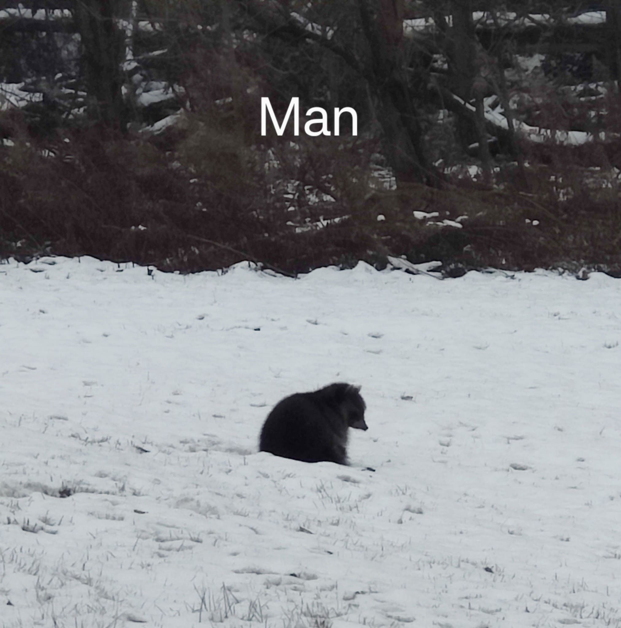 bear memes-34-1-15-2024 - Thunder Dungeon | The Funniest Memes. Period.