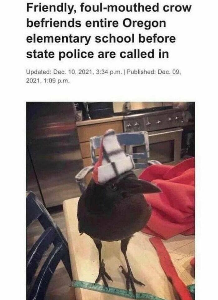 bird memes-16-20240220 - Thunder Dungeon | The Funniest Memes. Period.