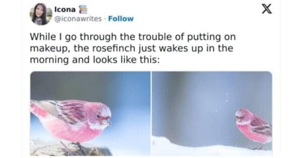 Bird Memes: 43 Funny Memes About BIRBS