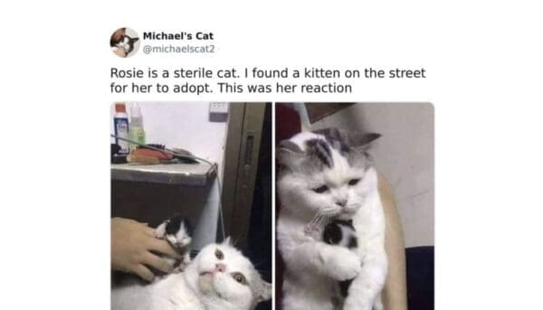 40 Positive Memes That Will Instantly Make You Feel Better About Life