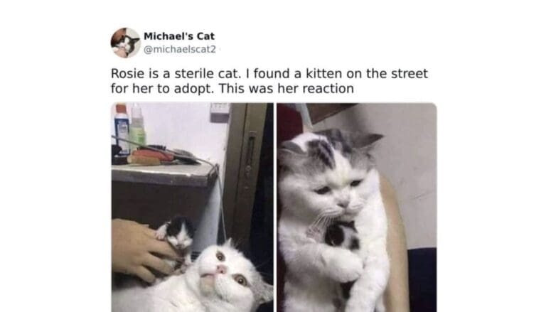 40 Positive Memes That Will Instantly Make You Feel Better About Life