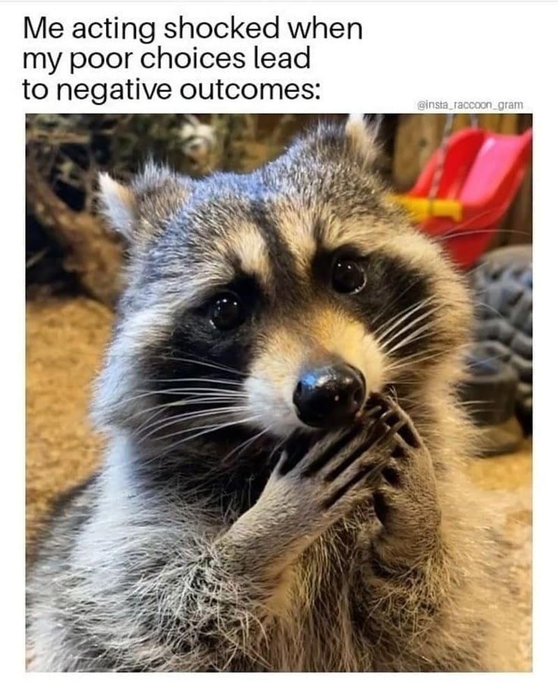 raccoon memes-7-2-20-2024 - Thunder Dungeon | The Funniest Memes. Period.
