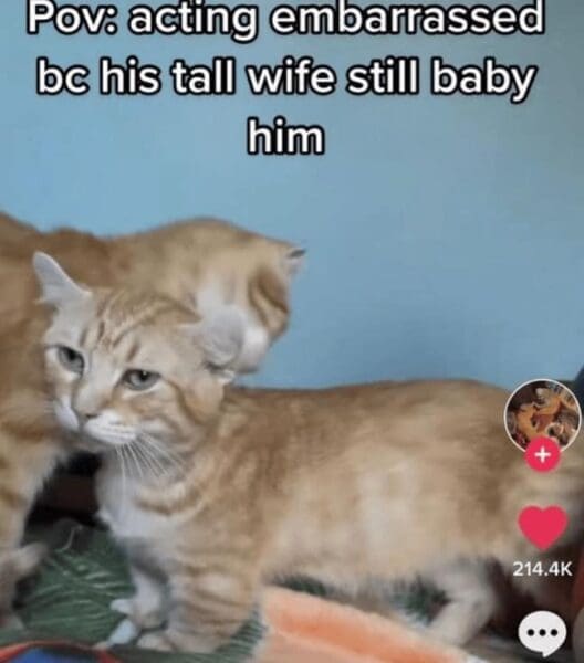 35 TikTok's Gone Wild: Screenshots of the Internet's Weirdest Moments