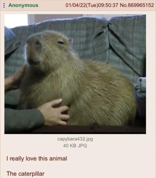 Capybara Memes: 39 Memes From The Friendliest Rodent