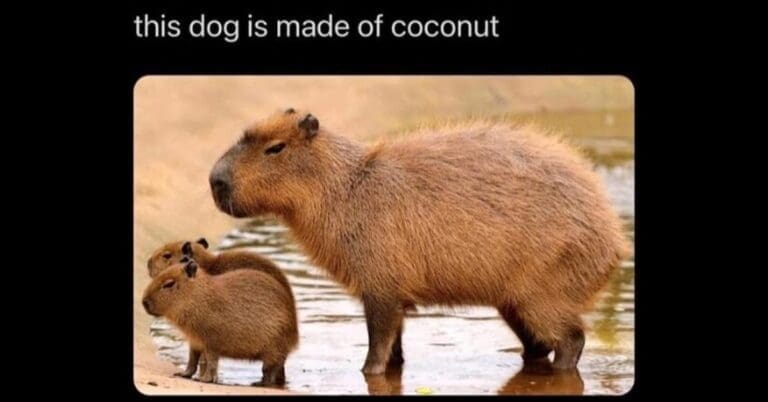 Capybara Memes: 39 Memes From The Friendliest Rodent