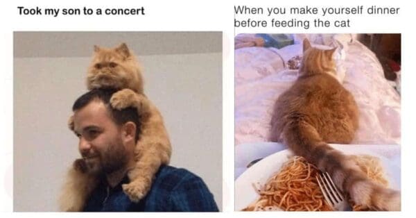 Cat Memes: 40 Memes About Orange Cat Behaviour