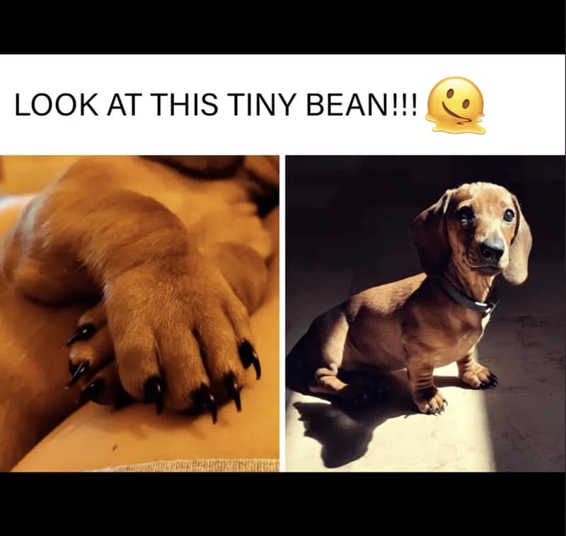 weiner dog pics-13-3-7-2024 - Thunder Dungeon | The Funniest Memes. Period.